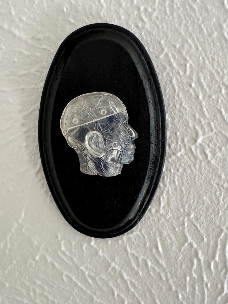 Human Head and Brain Translucent Anatomy Study Model on Wood Plaque ...