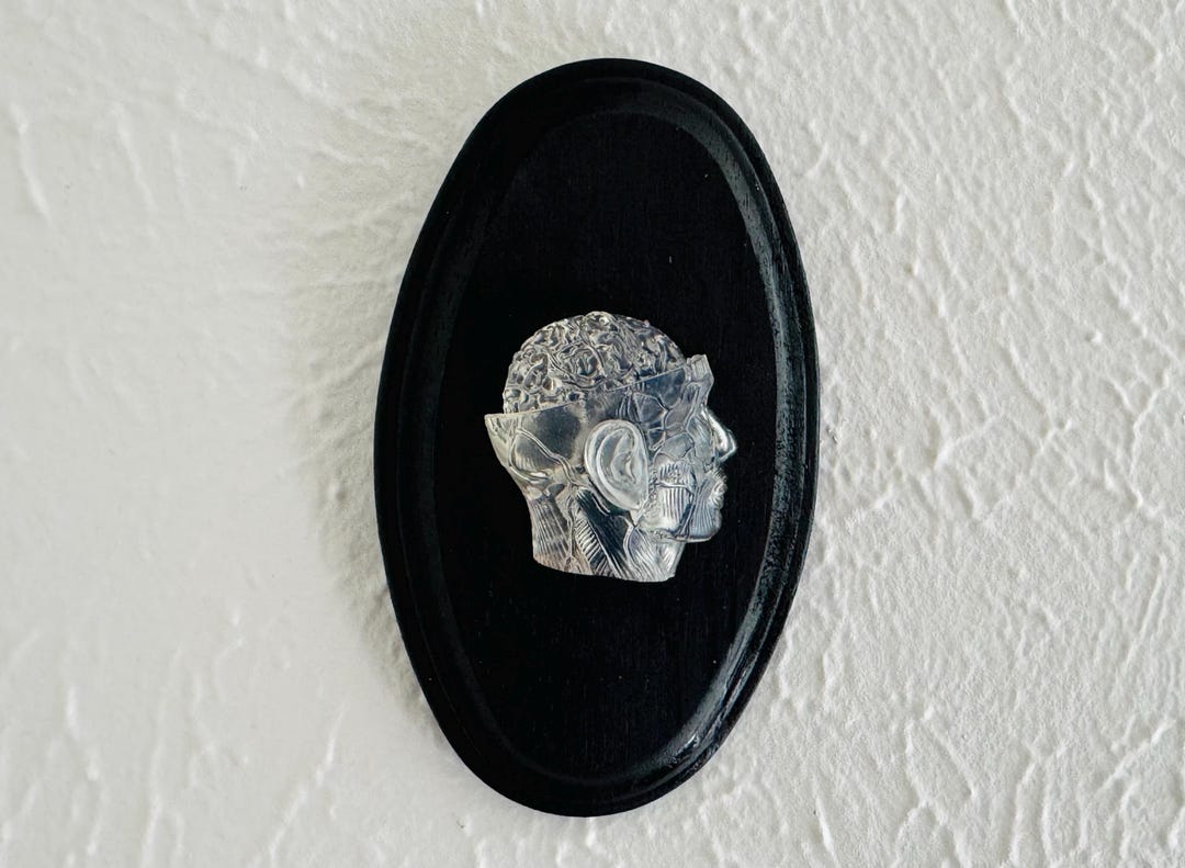 Human Head and Brain Translucent Anatomy Study Model on Wood Plaque - Etsy