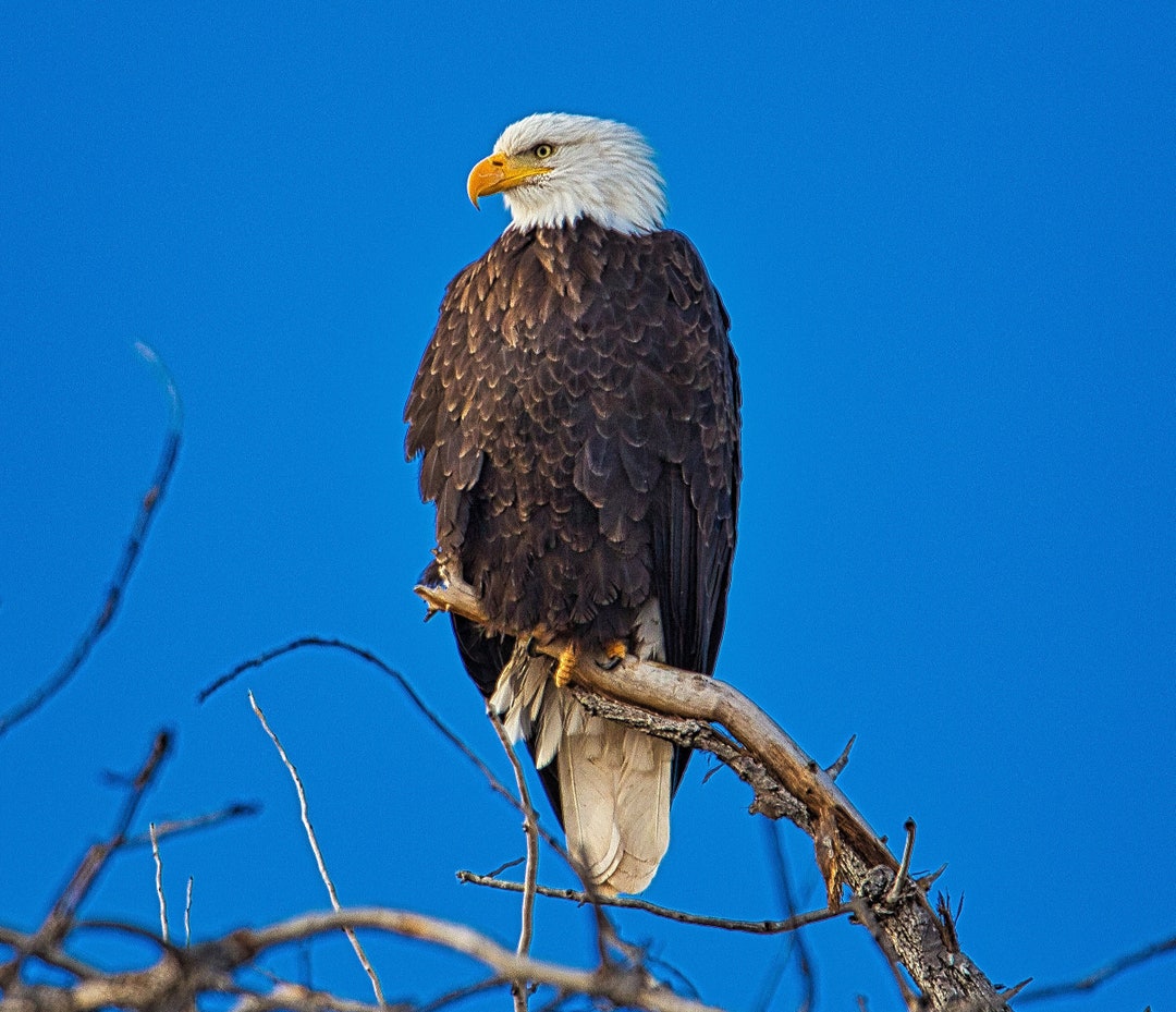 Bald Eagle - Print - Etsy