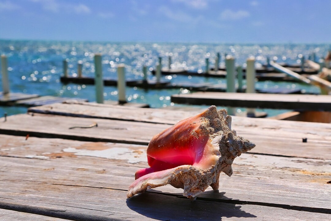 Conch Shell - Digital Download - Etsy