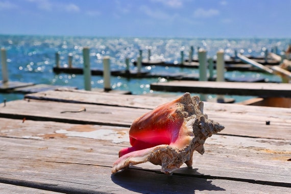 Conch Shell Digital Download | Etsy