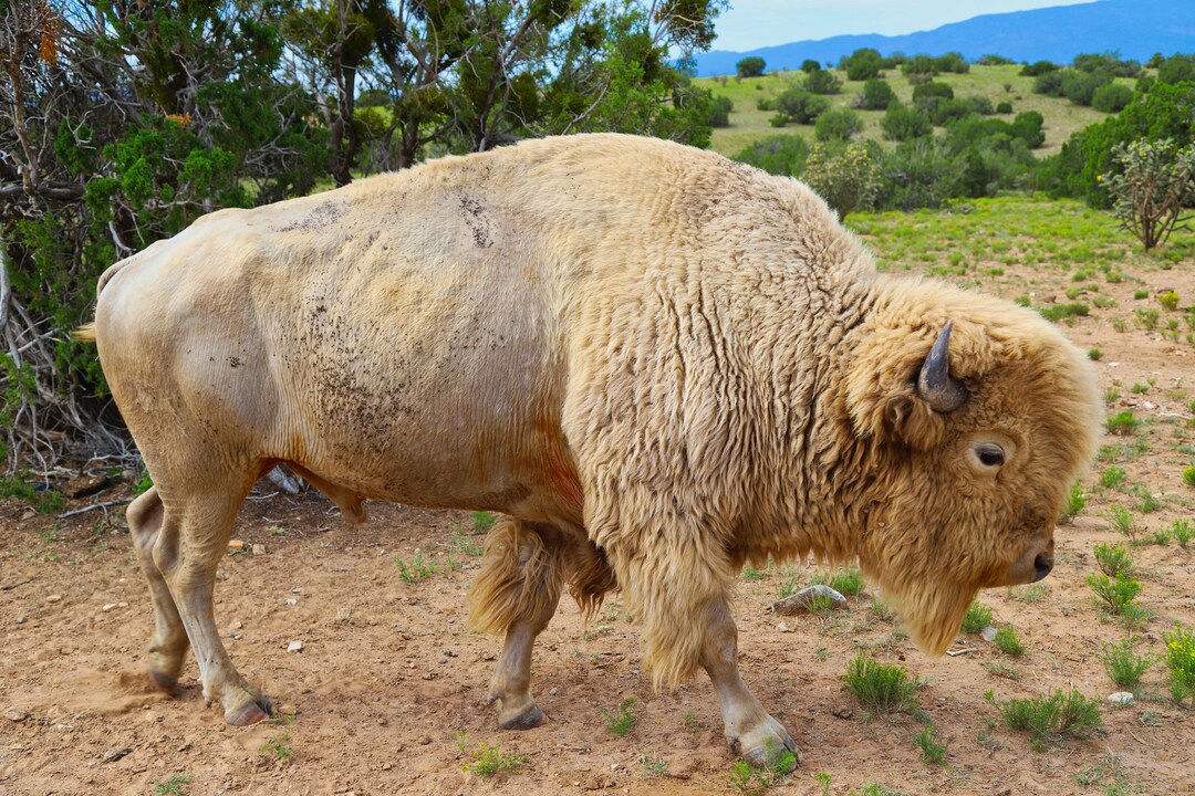 White Buffalo - Digital Download - Etsy