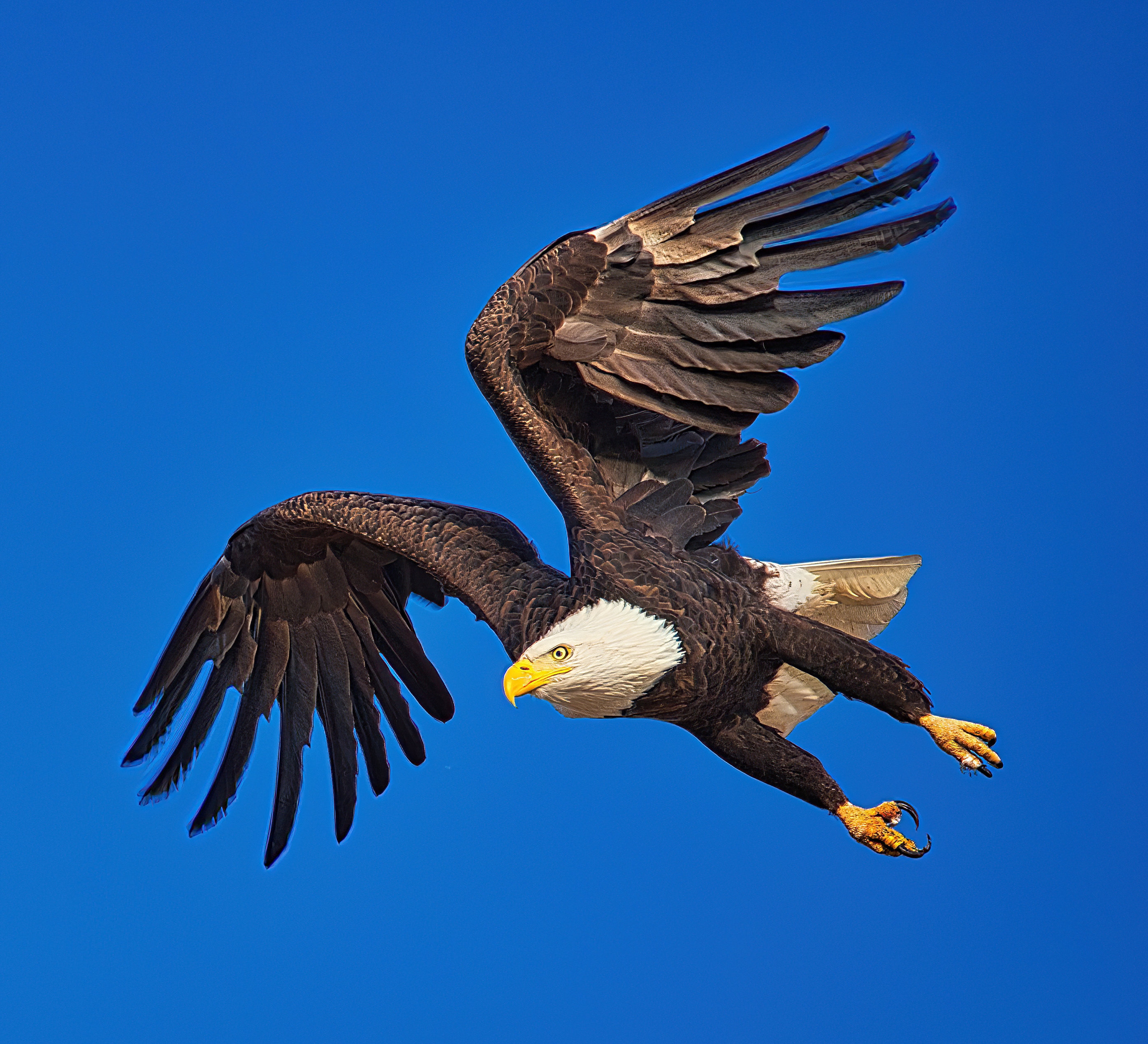 Bald Eagle Flying - Digital Download - Etsy