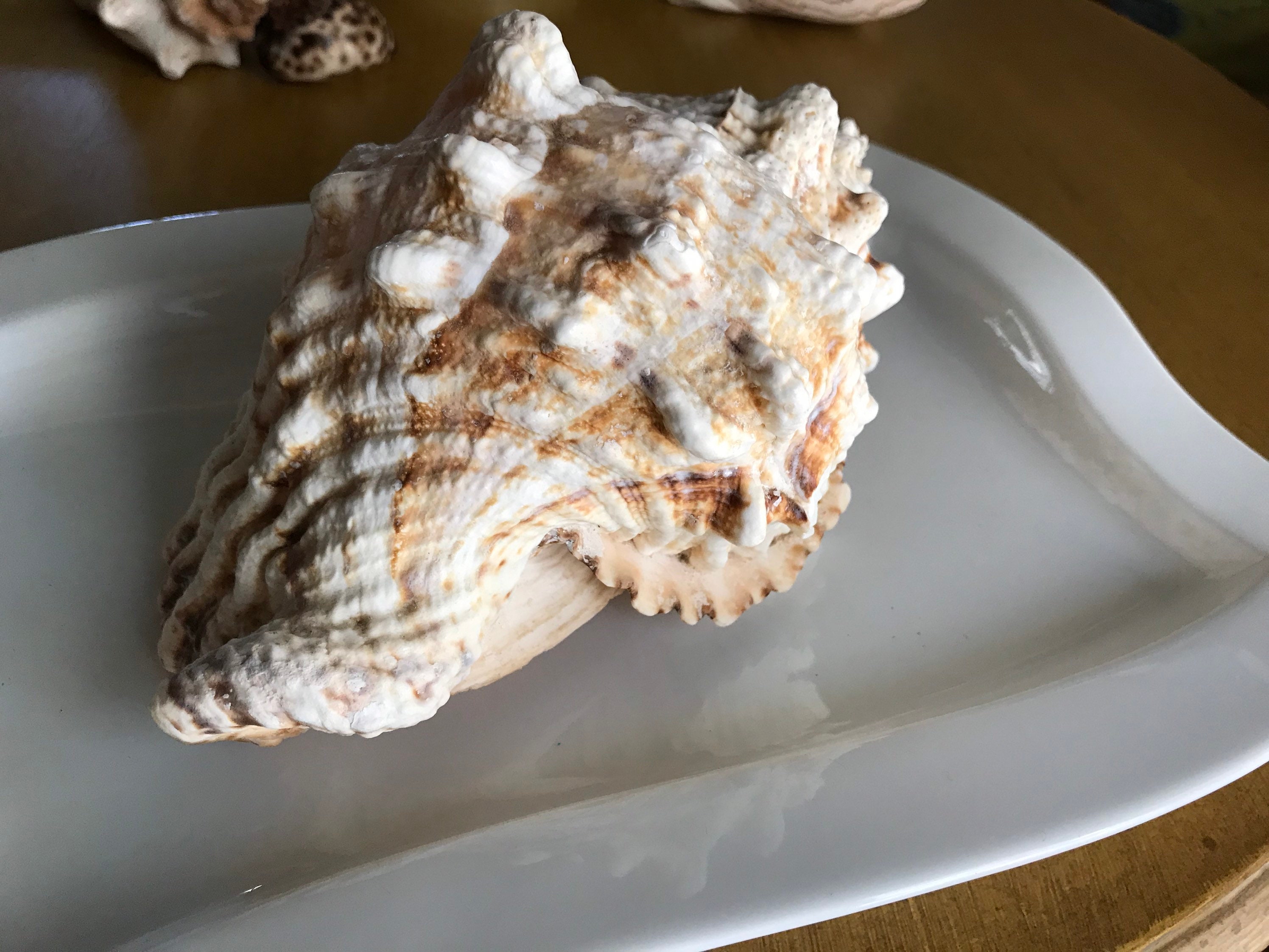 Sea Shell Conch Shell - Etsy