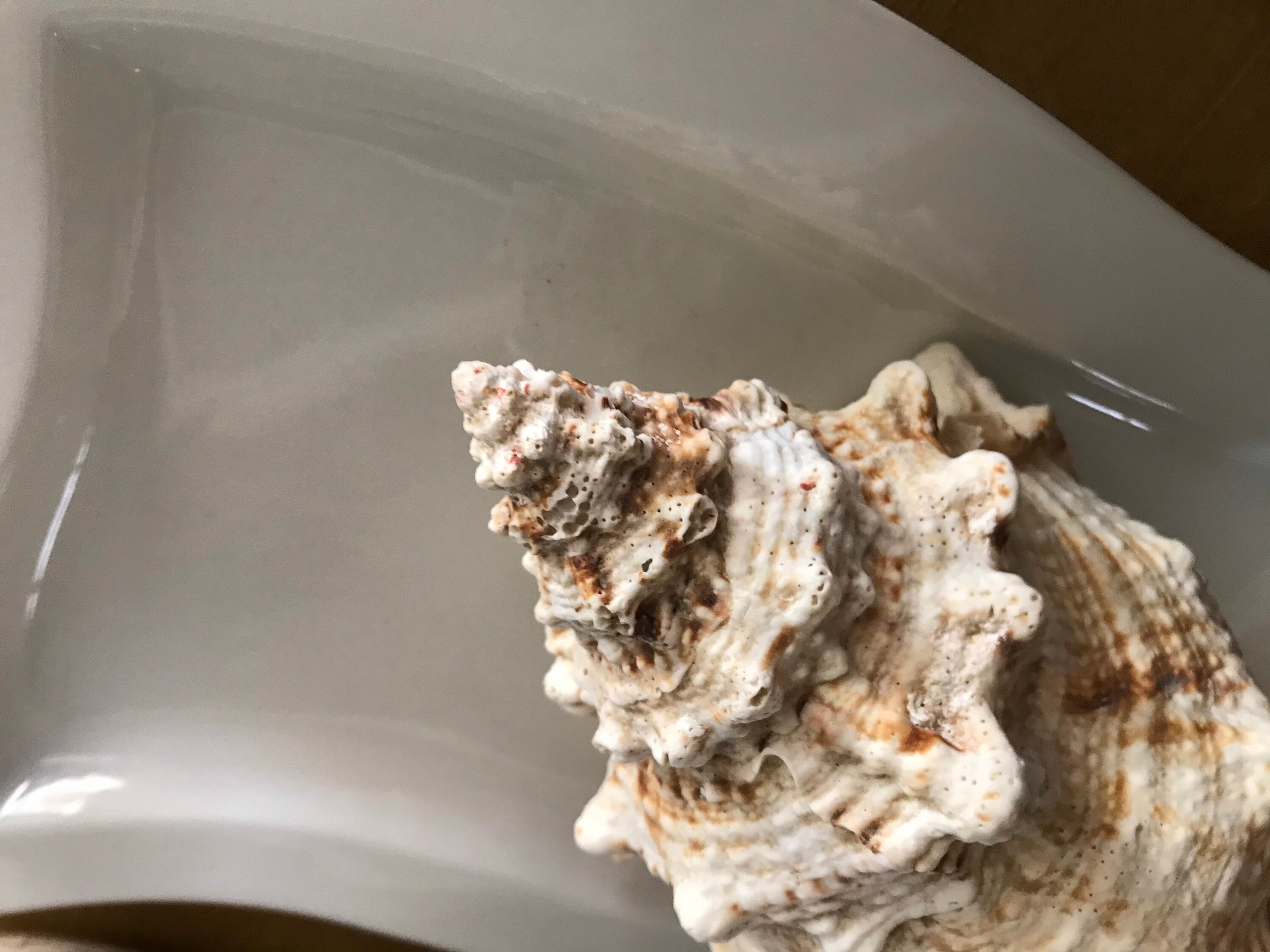 Sea Shell Conch Shell - Etsy