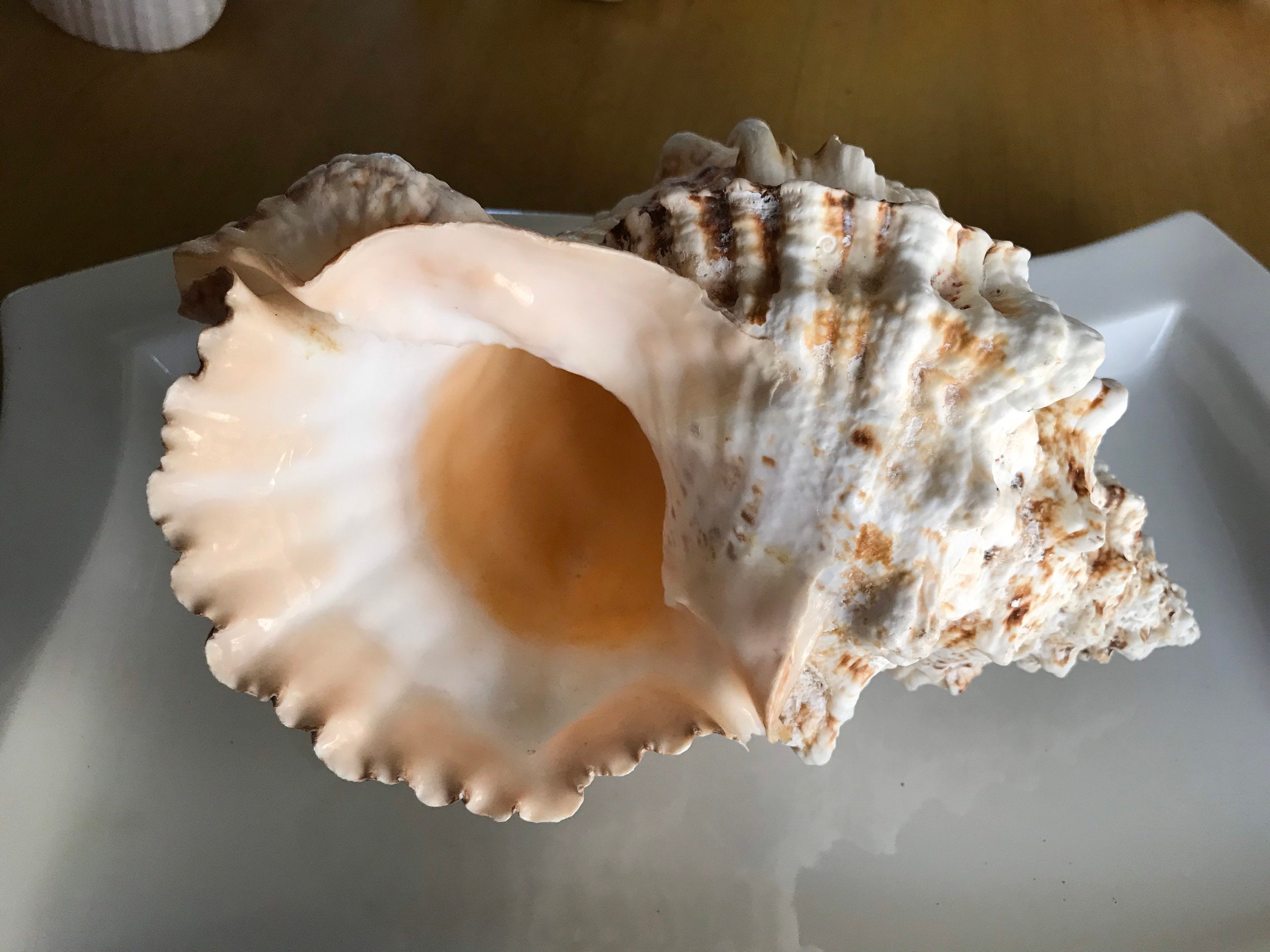 Sea Shell Conch Shell - Etsy