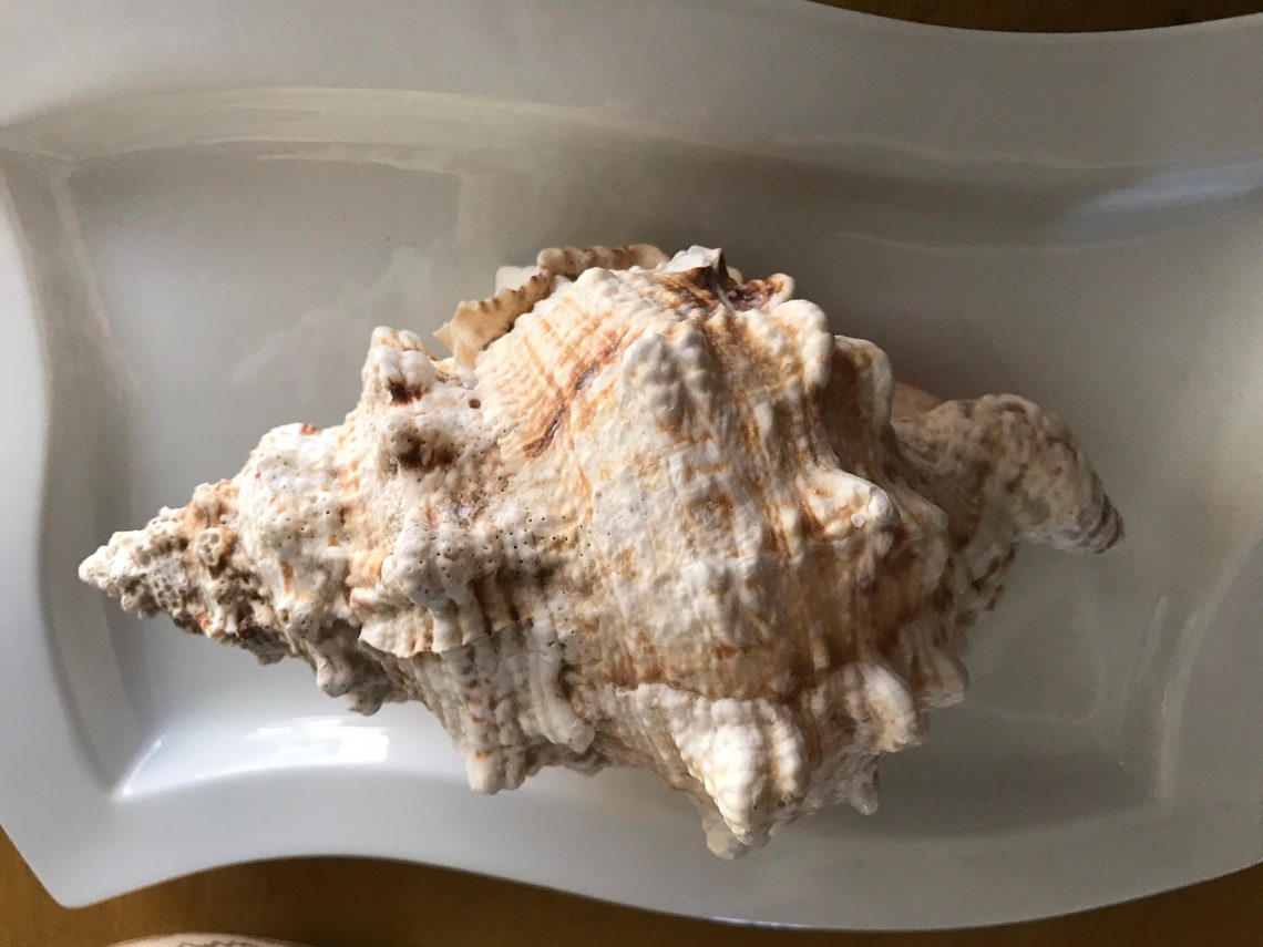 Sea Shell Conch Shell - Etsy