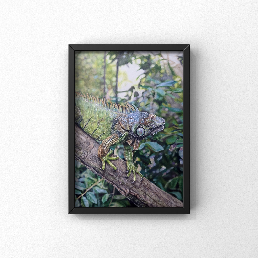 Iguana Art Print, Realistic Colour Pencil Drawing, Lizard Drawing Print ...