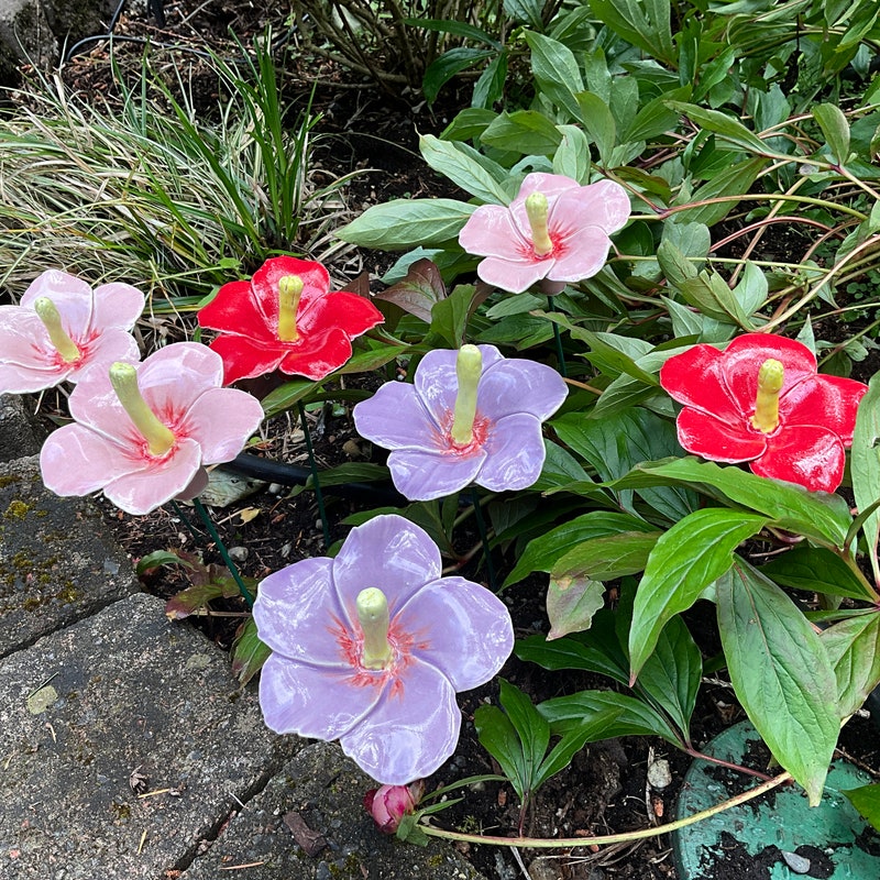 Rose of Sharon Plants - Etsy