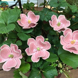 Pink Magnolia, (1 Pc), Magnolia, Pale Pink, Dusty Pink, Ceramic ...