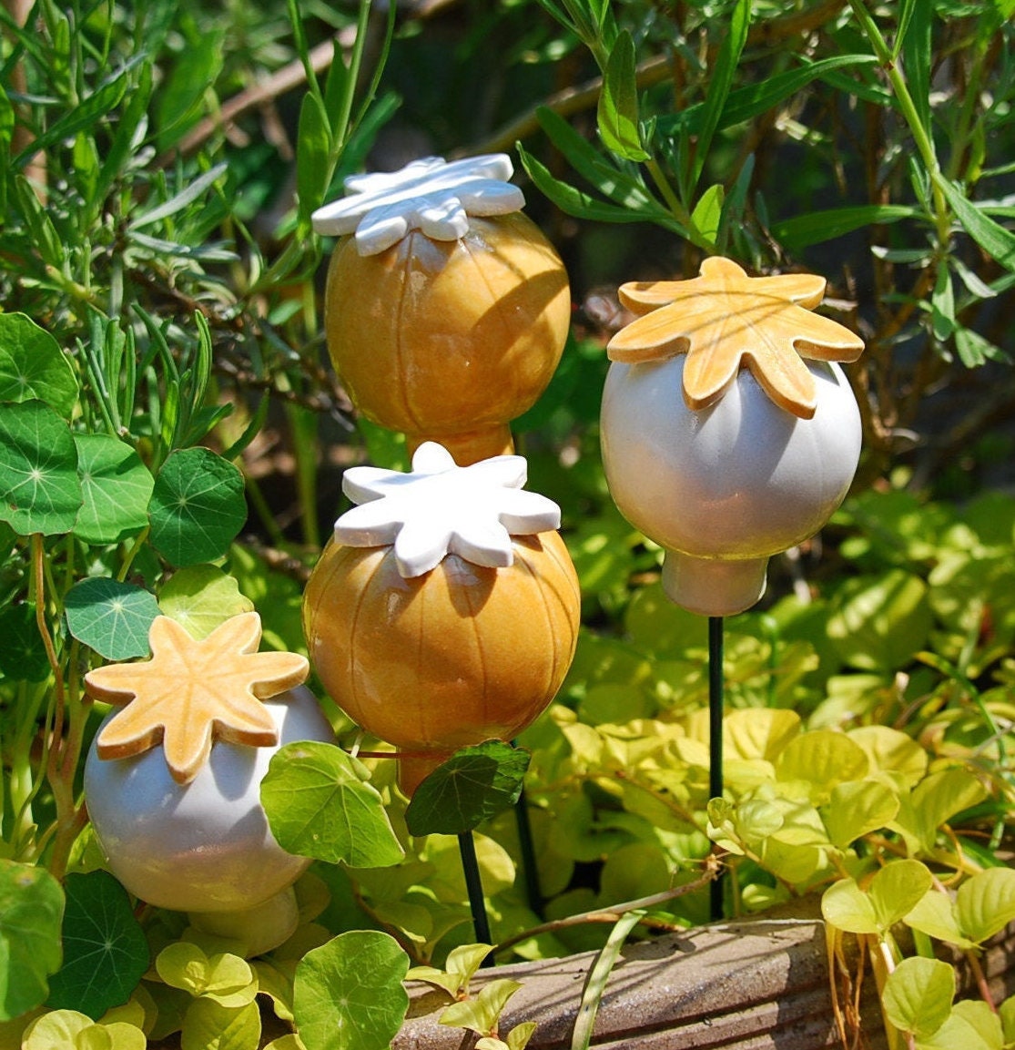 Poppy Pods Set of 2 Poppy California Poppy Garden - Etsy