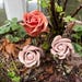 Roses (1pc), Pale Pink Roses, Pale Coral Rose, Porcelain Rose, Mother's ...