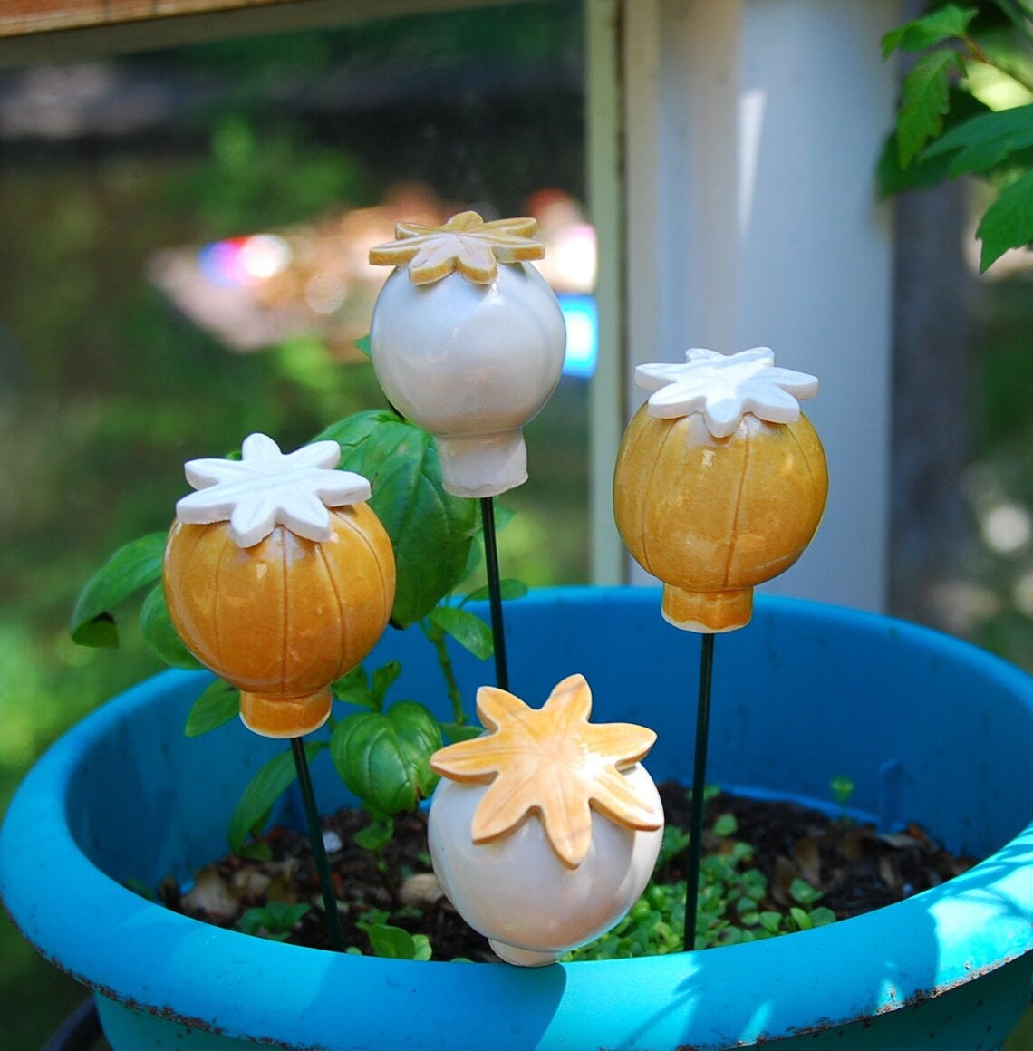 Poppy Pods Set of 2 Poppy California Poppy Garden - Etsy