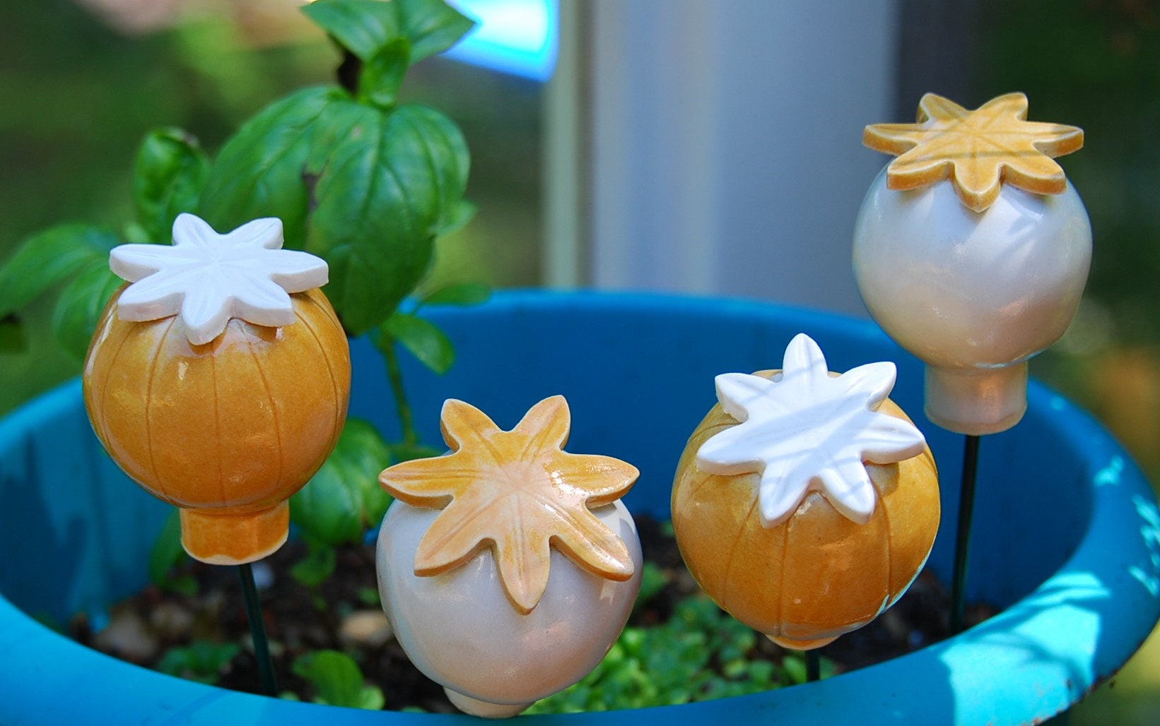 Poppy Pods Set of 2 Poppy California Poppy Garden | Etsy