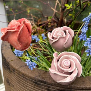 Roses (1pc), Pale Pink Roses, Pale Coral Rose, Porcelain Rose, Mother's ...