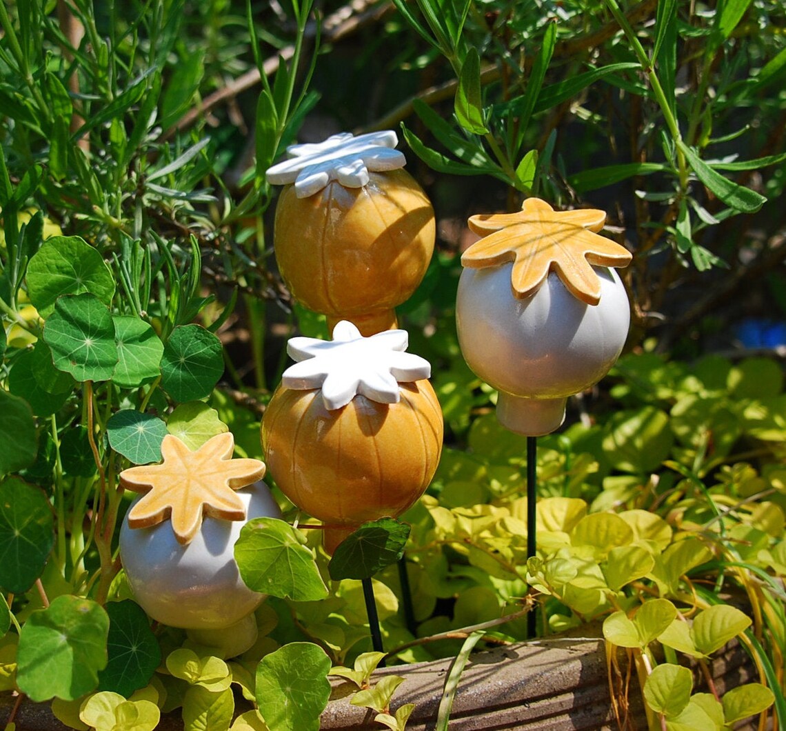 Poppy Pods Set of 2 Poppy California Poppy Garden - Etsy