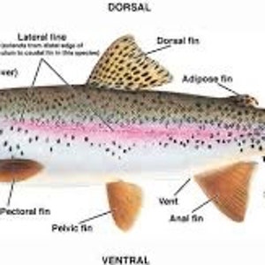 Trout Crochet Pattern - Etsy