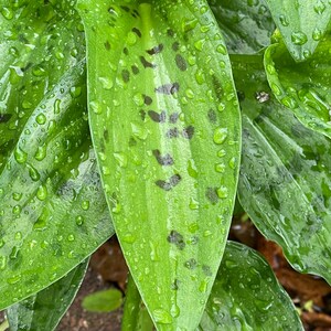 Drimiopsis Maculata Aka African Hosta - Etsy