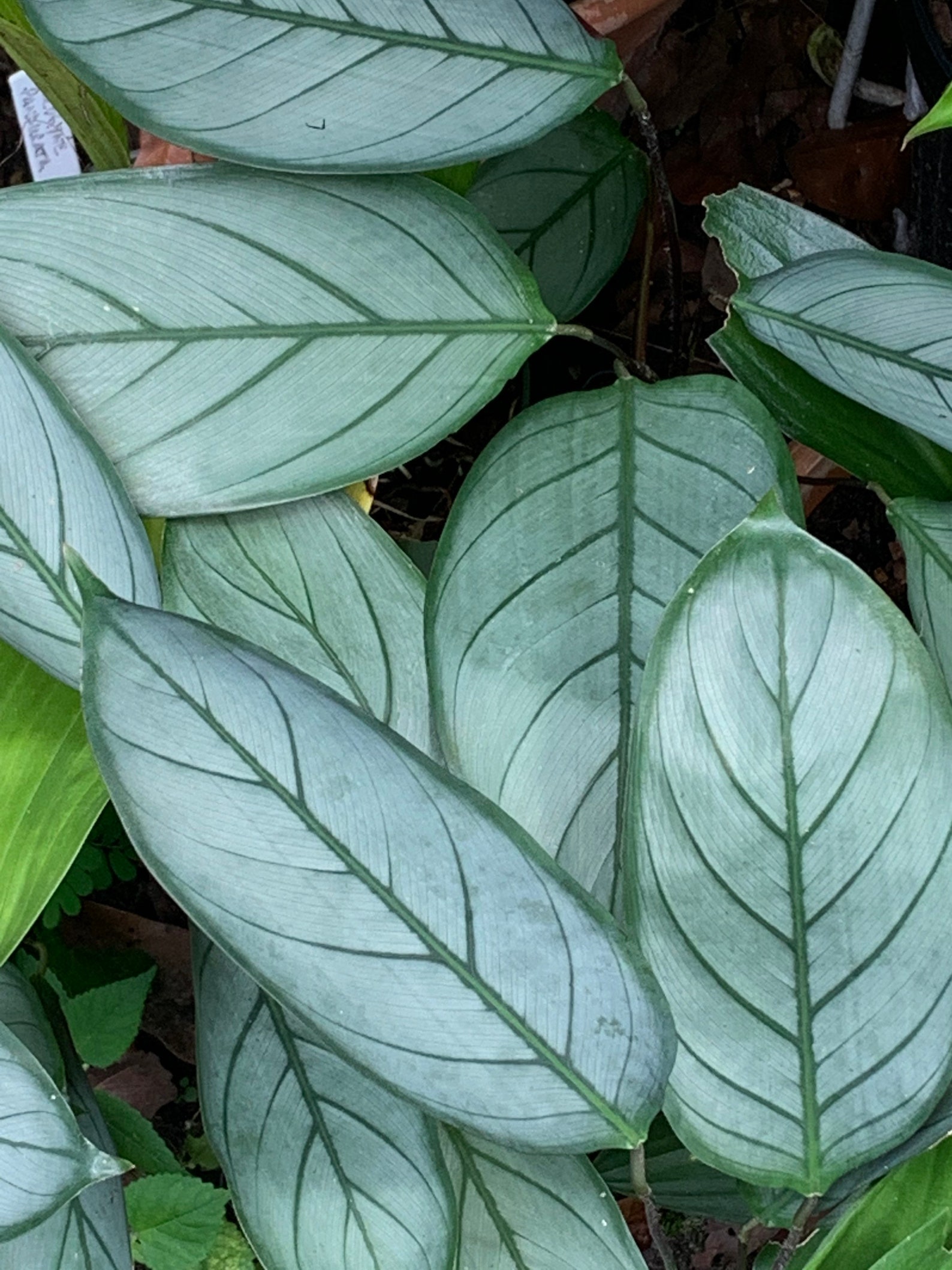 Ctenanthe setosa Grey Star aka Calathea Grey Star | Etsy