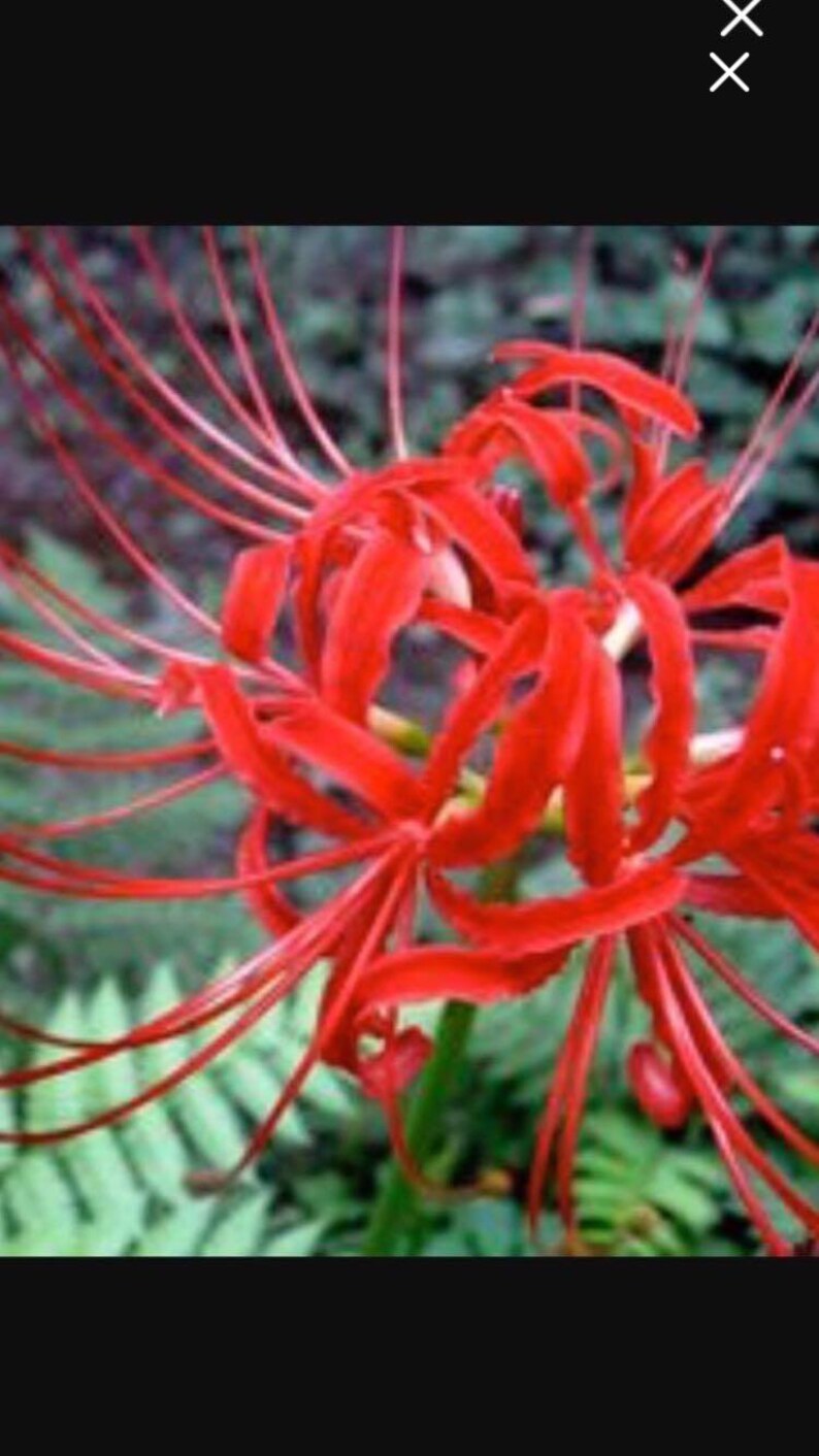 Lycoris Radiata Bulb Aka Spider Lily or Hurricane Lily - Etsy