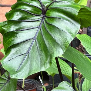 Colocasia Pharaoh’s Mask Aka Elephant Ear - Etsy