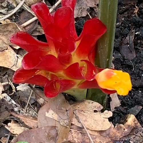 Curcuma ELATA Hidden Lily Ginger Flower Giant Plume Mature - Etsy
