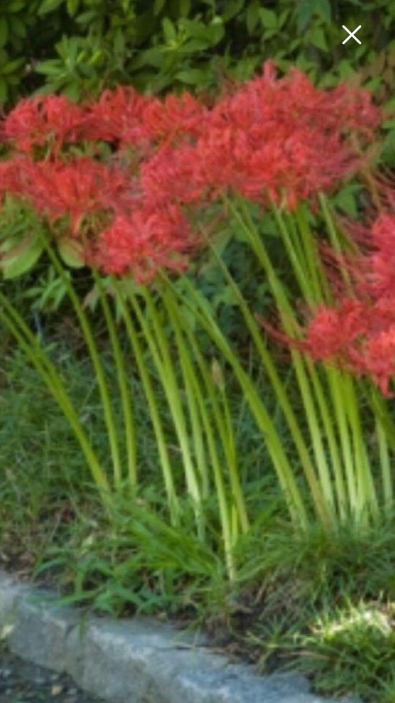 Lycoris Radiata Bulb Aka Spider Lily or Hurricane Lily - Etsy