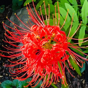 Lycoris Radiata Bulb Aka Spider Lily or Hurricane Lily - Etsy