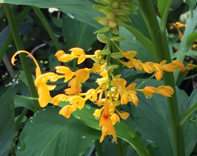 Drimiopsis Maculata Aka African Hosta - Etsy