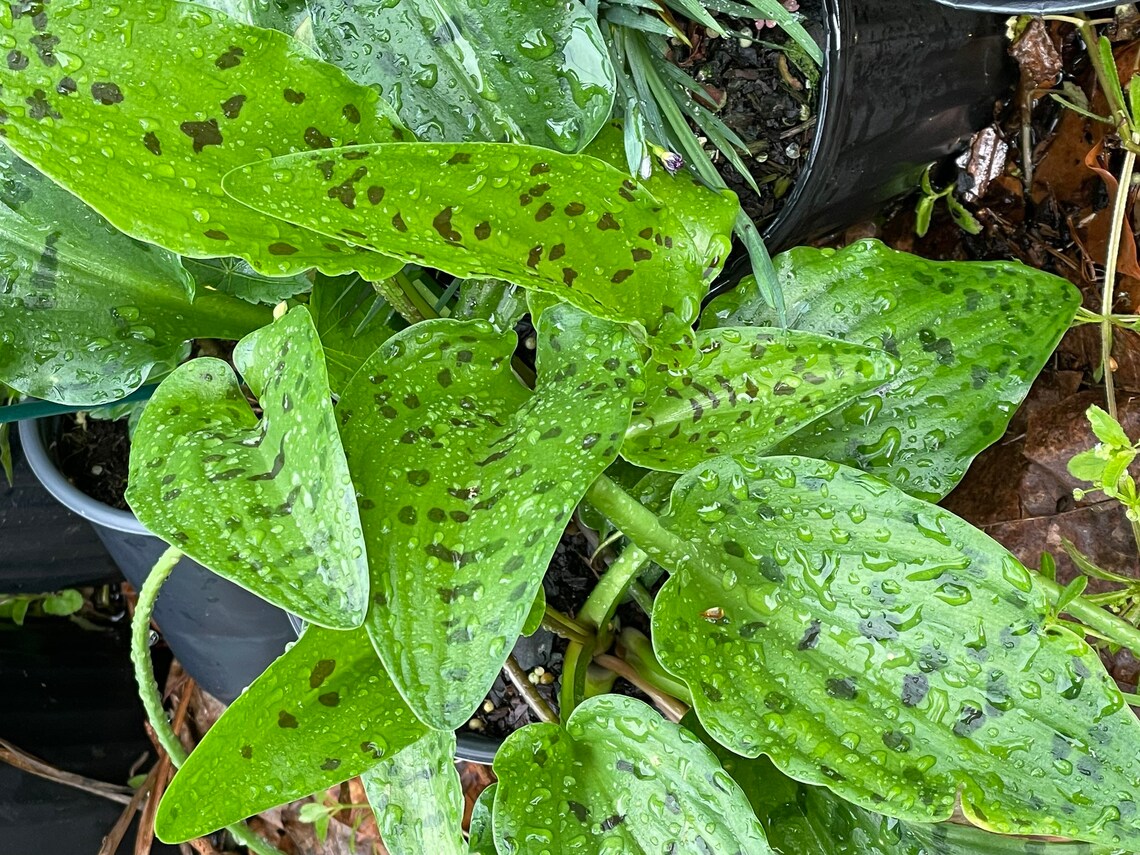 Drimiopsis Maculata Aka African Hosta - Etsy