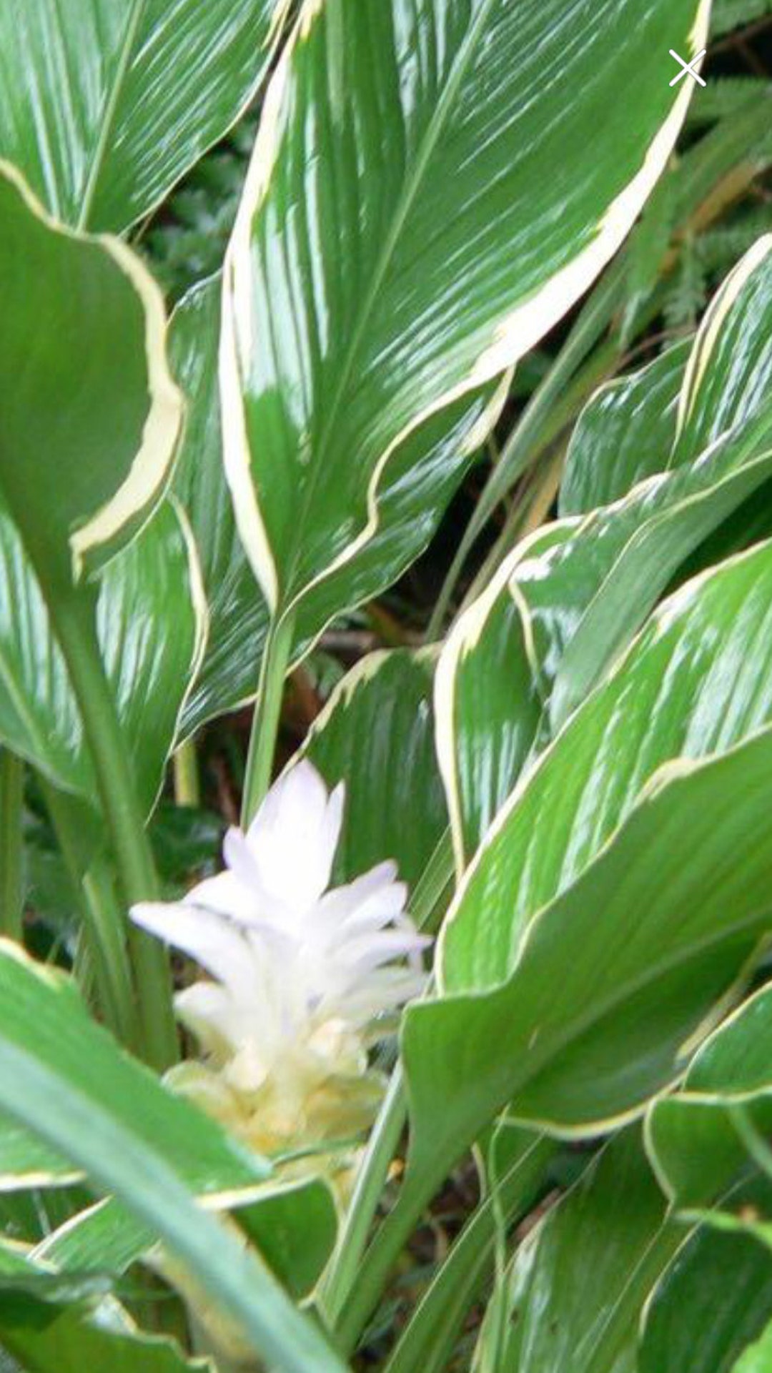 Curcuma Petiolata 'emperor' Ginger - Etsy