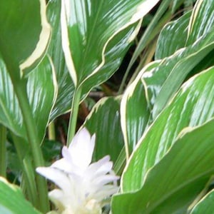 Curcuma Petiolata 'emperor' Ginger - Etsy
