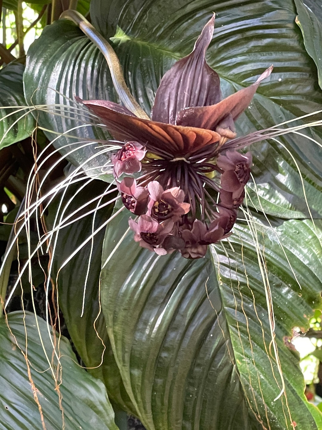 Tacca Chantrieri Plant Aka Black Bat Flower - Etsy