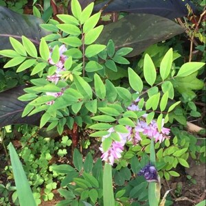 Indigofera Plant - Etsy