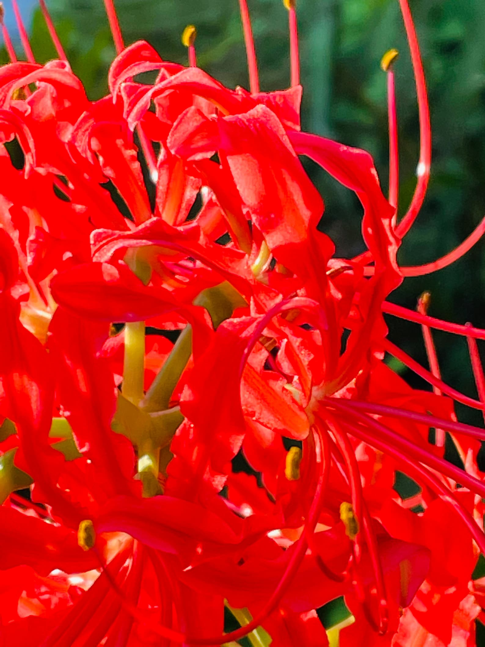 Lycoris Radiata Bulb Aka Spider Lily or Hurricane Lily - Etsy