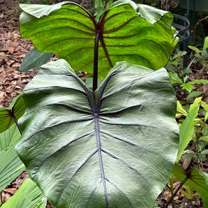 Colocasia Pharaoh’s Mask Aka Elephant Ear - Etsy