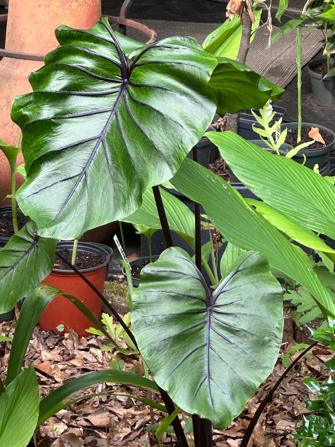 Colocasia Pharaoh’s Mask Aka Elephant Ear - Etsy