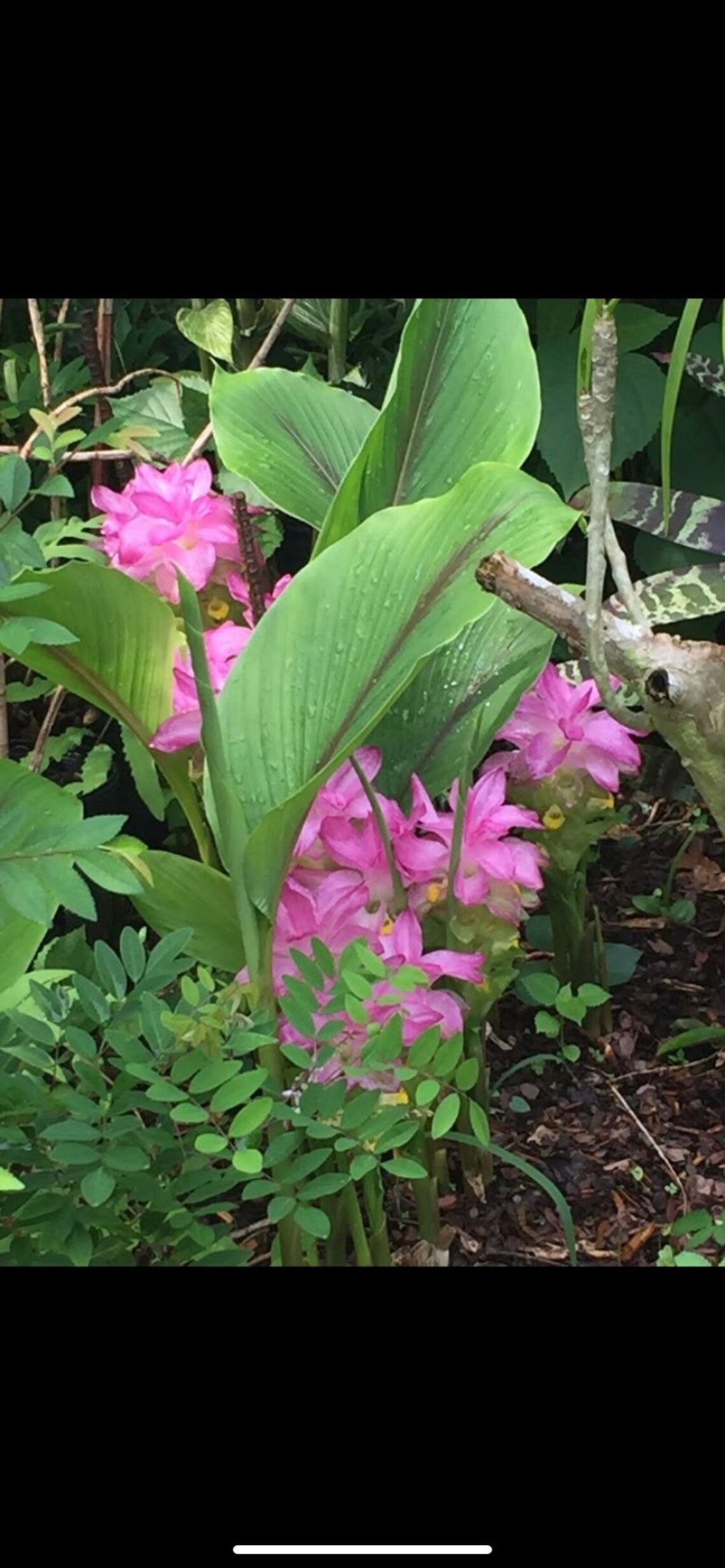 Curcuma Elata Aka Hidden Ginger - Etsy