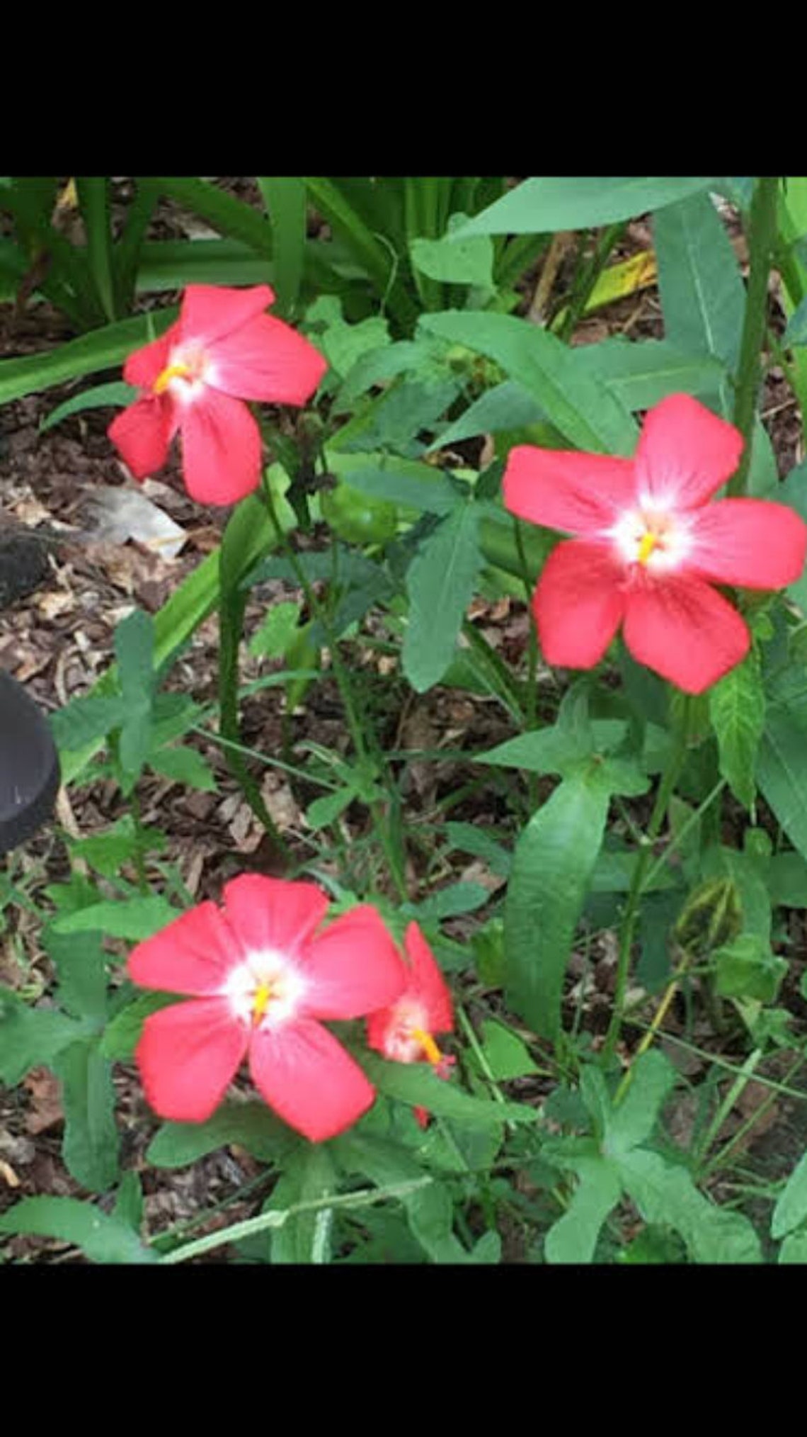 Abelmoschus Sagittifolius Seeds - Etsy