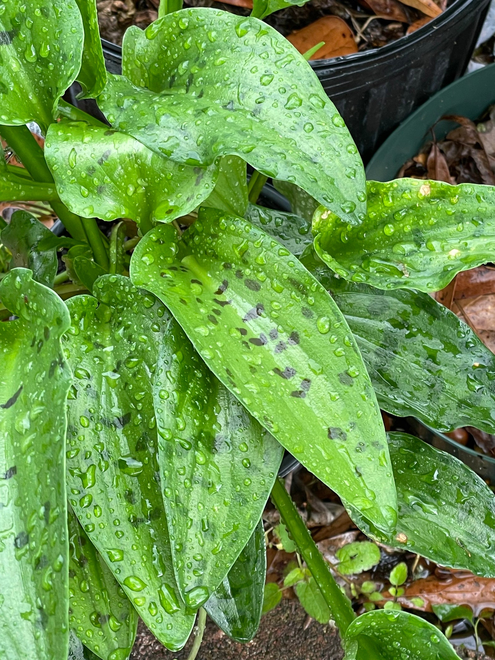 Drimiopsis Maculata Aka African Hosta - Etsy