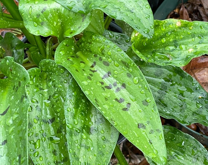 Drimiopsis Maculata Aka African Hosta - Etsy