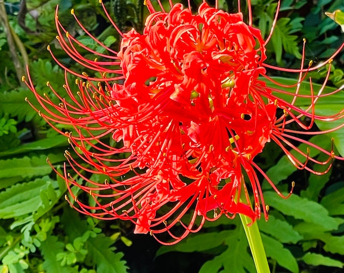 Lycoris Radiata Bulb Aka Spider Lily or Hurricane Lily - Etsy