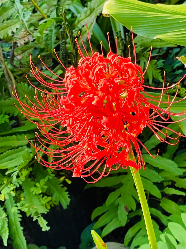 Lycoris Radiata Bulb Aka Spider Lily or Hurricane Lily - Etsy