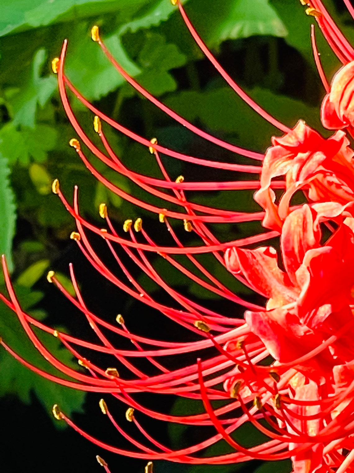 Lycoris Radiata Bulb Aka Spider Lily or Hurricane Lily - Etsy