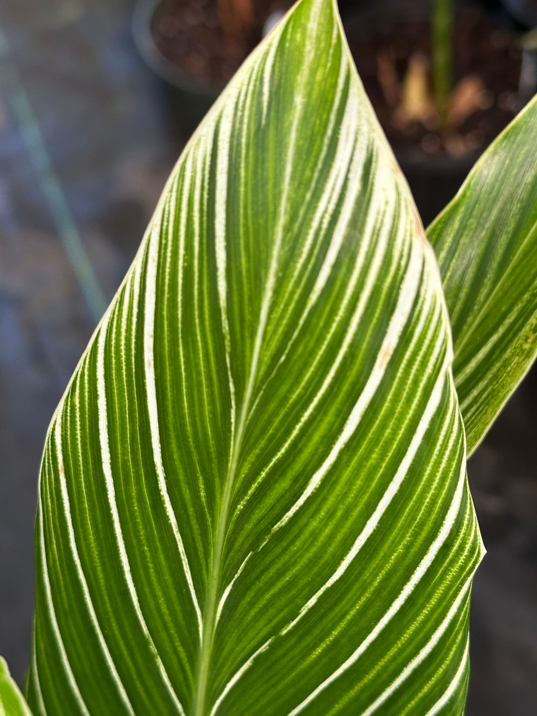 Alpinia Formosana ‘pinstripe’ Ginger - Etsy