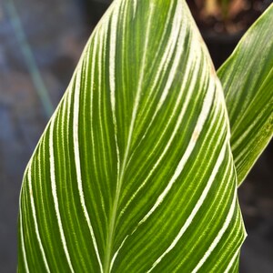 Alpinia Formosana ‘pinstripe’ Ginger - Etsy