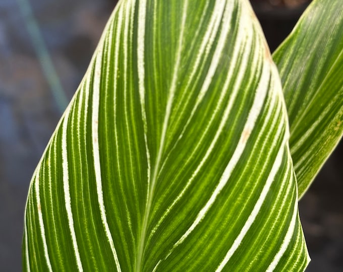 Alpinia Formosana ‘pinstripe’ Ginger - Etsy