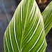 Alpinia Formosana ‘pinstripe’ Ginger - Etsy