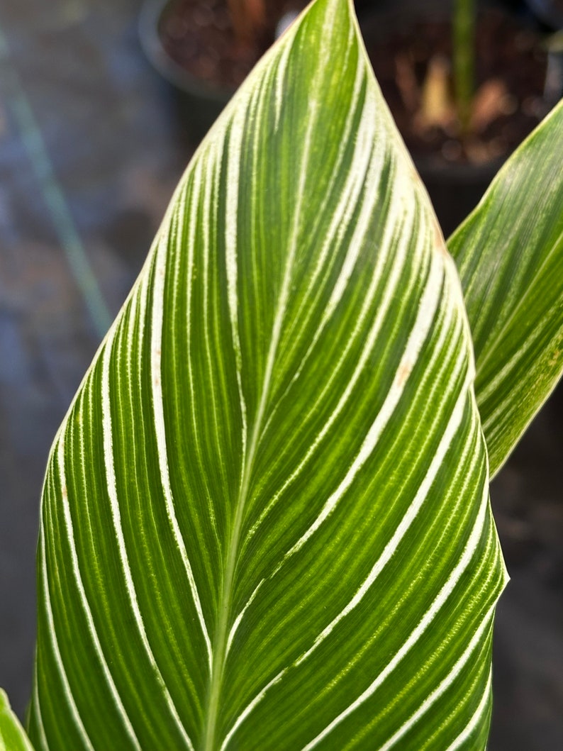 Alpinia Formosana ‘pinstripe’ Ginger - Etsy