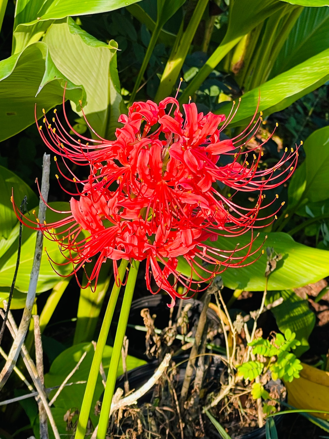 Lycoris Radiata Bulb Aka Spider Lily or Hurricane Lily - Etsy